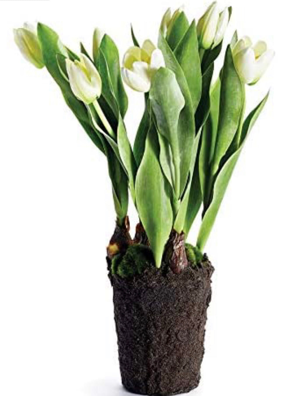 Napa Home & Garden Tulip Drop-in 22" White – HomePlace